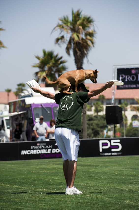 Purina Incredible Dog Challenge 2014 – OC Weekly