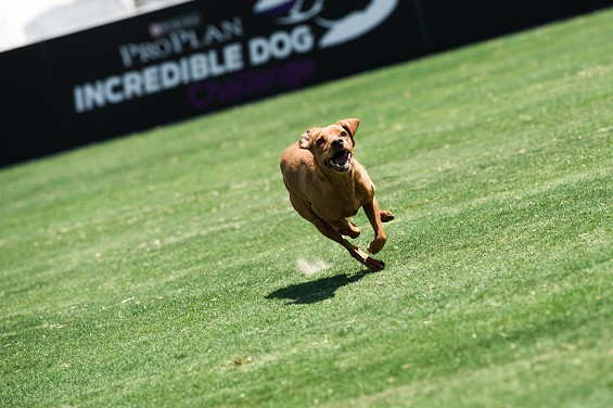 Purina Incredible Dog Challenge 2014 – OC Weekly