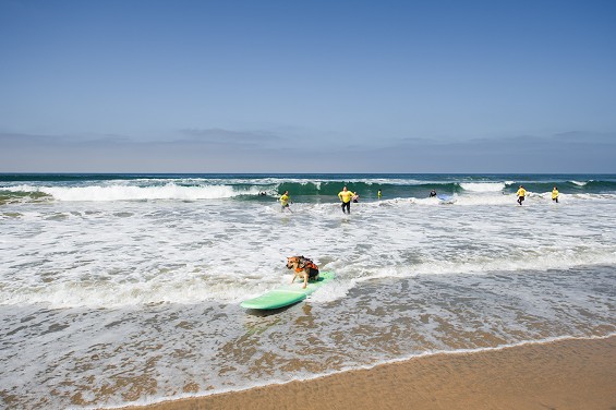 Incredible Surf Dog Competition 2014 – OC Weekly