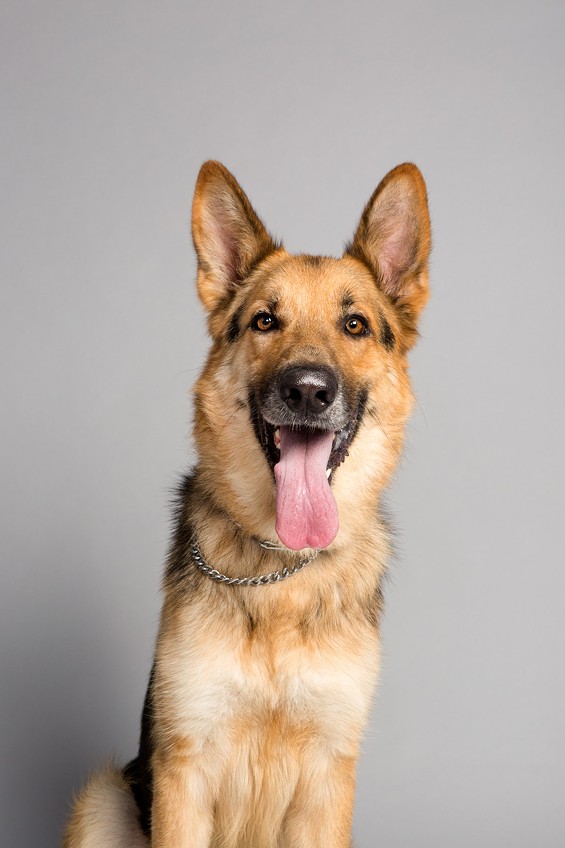 Best in Show! Adoptable dogs from the issue – OC Weekly